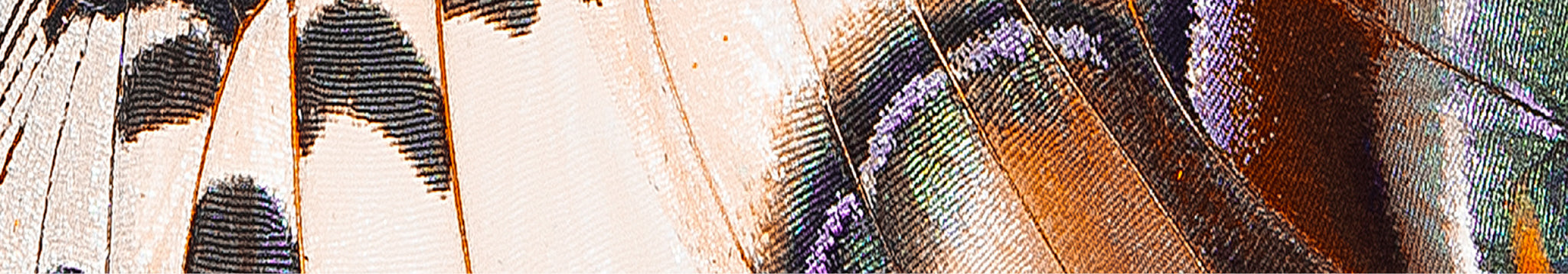 The "CHRYSALIS" Collection